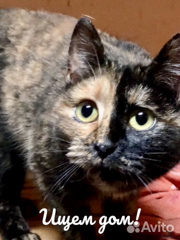 Кошечка редкого окраса ищет дом