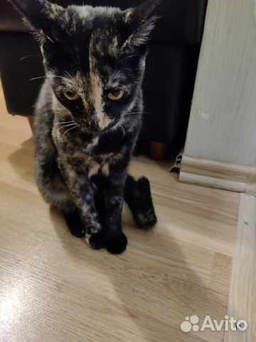 Котенок корниш-рекс