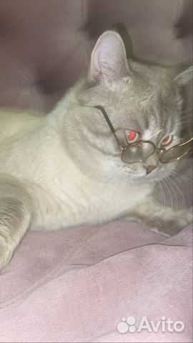 Кот вязка
