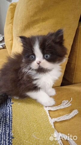 Персидская