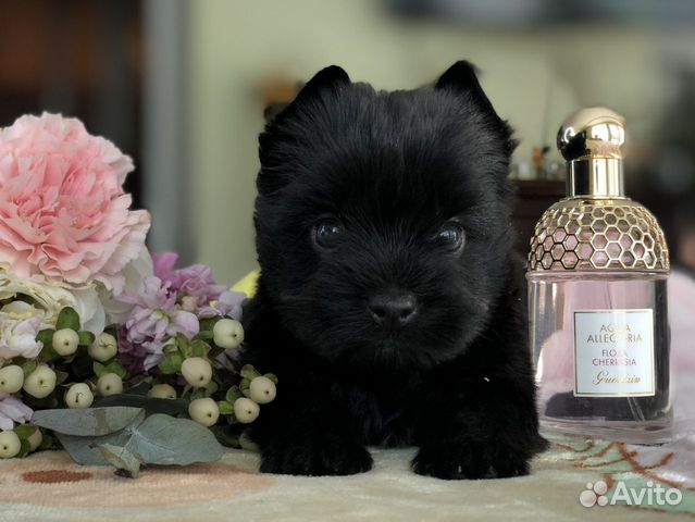 Черный Йорк