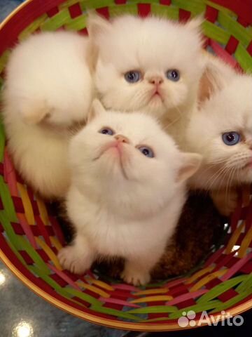 Персидская