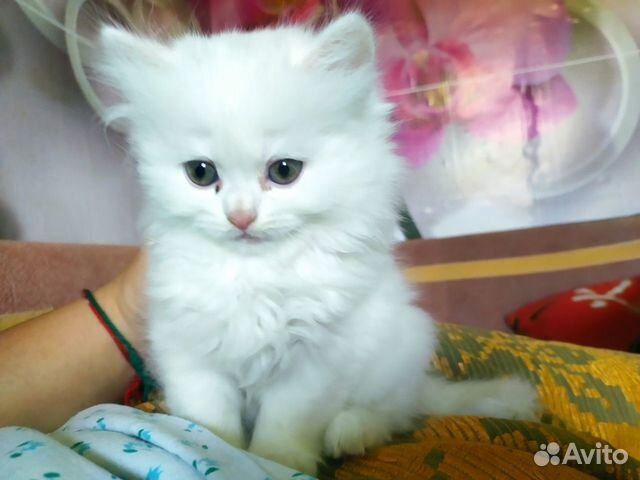 Белоснежные и шоколадные полуперсы