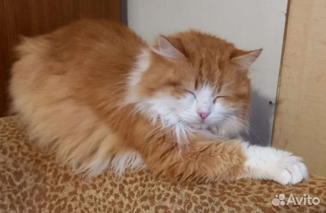 Котик