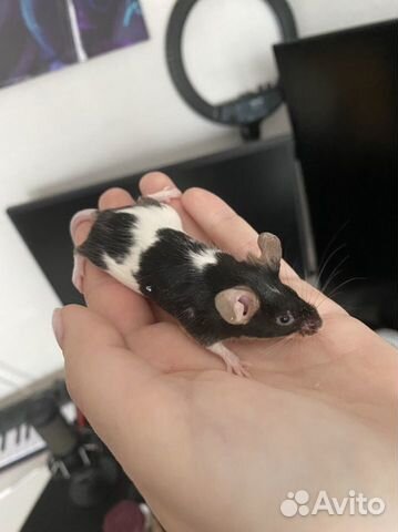 Отдам 3 мышек в добрые руки