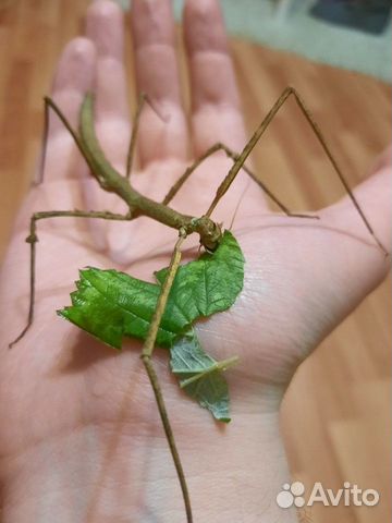 Малыши аннамского палочника в добрые руки