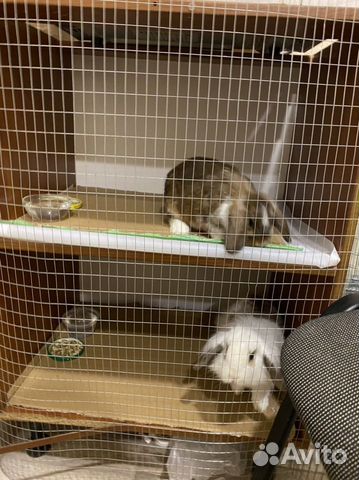 Декоративные кролики вислоухие