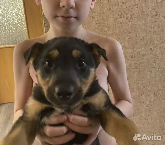 Отдам в добрые руки щенок метис дворняги и ротвейл