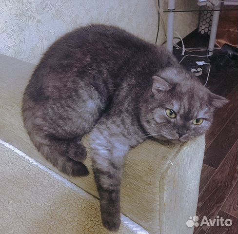 Отдается кошка британка