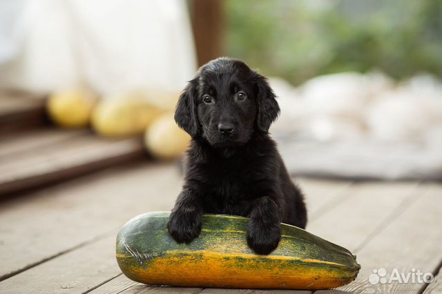 Прямошерстный ретривер