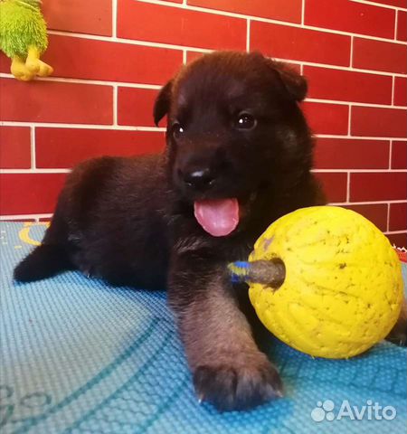 Щенки восточноевропейской овчарки