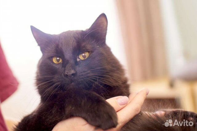 Котенок по имени Жорж., 8 месяцев