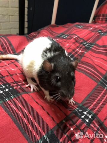 Крыса дамбо