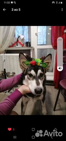 Сибирский хаски в добрые и ответственные руки