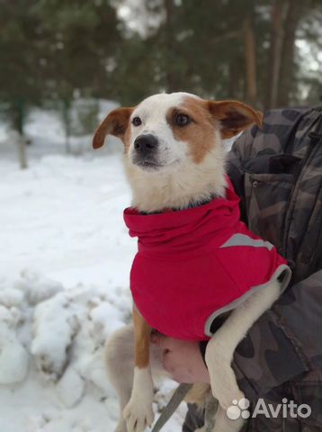 Собака в добрые руки