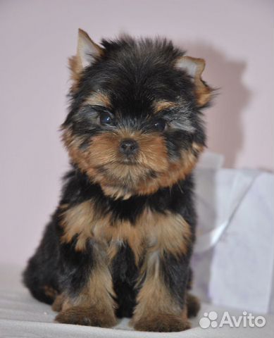 Йоркширский терьер щенки мини девочка Ханни