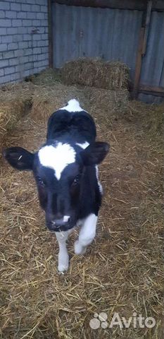 Бычки и телята