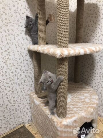 Британские котята короткошерстные