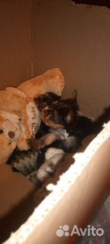 Йоркширский терьер