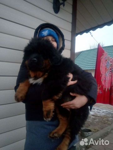 Тибетский мастиф щенки