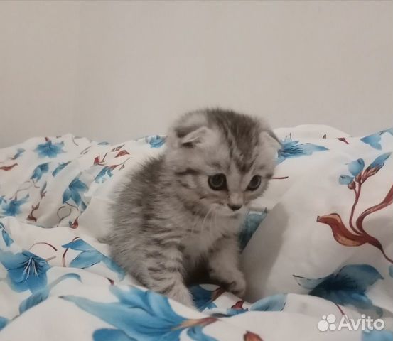 Шотландский вислоухий малыш