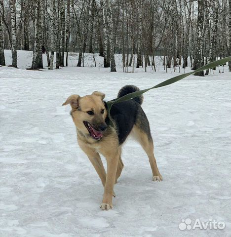 Спокойная собака отчаянно ищет дом