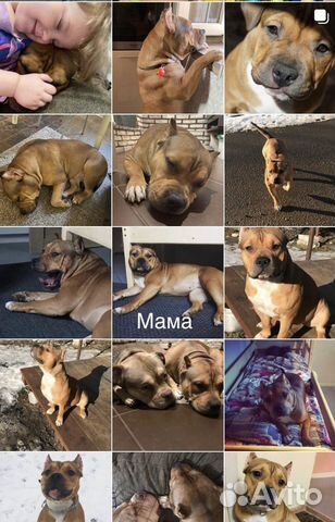 Американский булли щенки 2 мес гаранчия качества