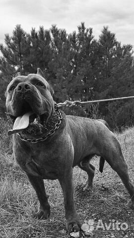 Кане корсо вязка