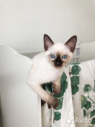 Тайский котенок