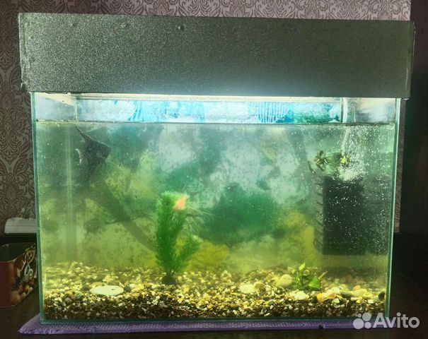 Аквариум с рыбками