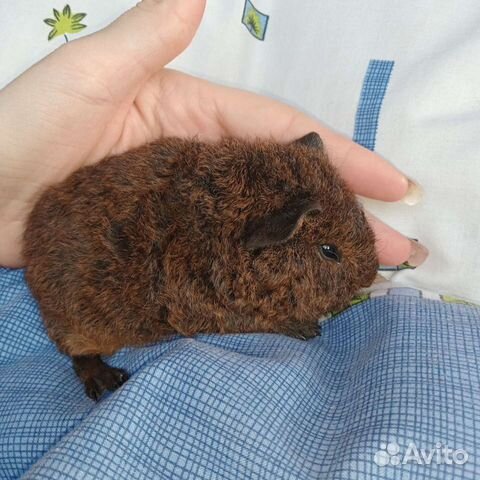 Морские свинки