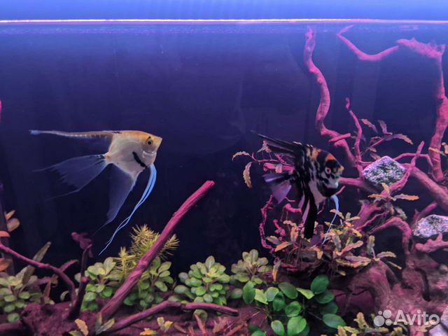 2 пары скалярий