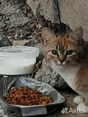 Котятки по 3-4 месяца живут в подвале