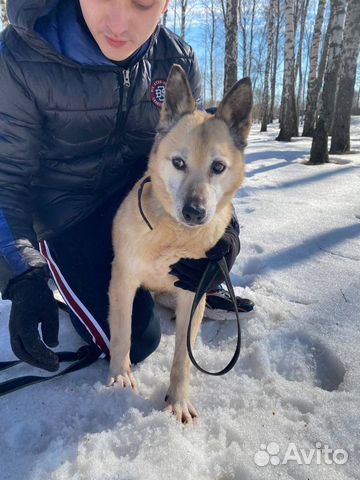 Собака Милашка ищет дом