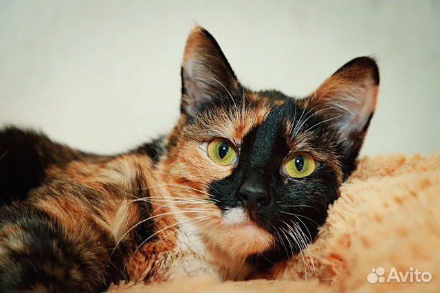 Кошка Марта ласковая ищет дом