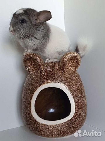 Шиншилленок девочка Белый Вильсона мозаика 2 мес