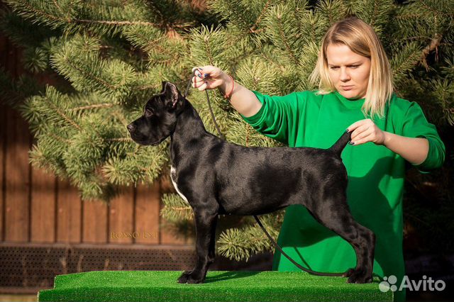 100 шоу щенок кане корсо от Чемпиона