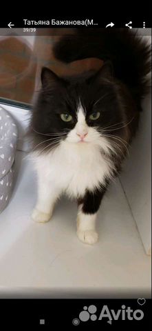 Кошка метис в дар