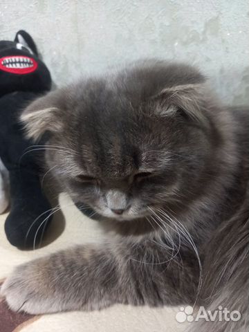 Кот на вязку