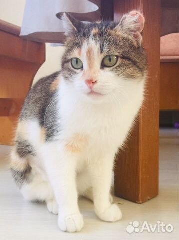 Матильда ищет дом