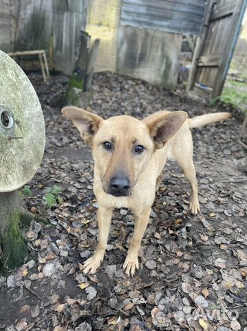 Ушастая Дуня ищет дом