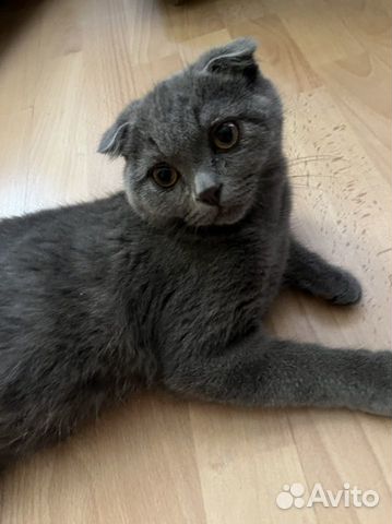 Кот британец наполовину