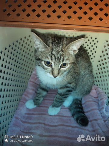 Котенок в добрые руки