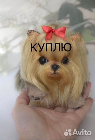 Йоркширский терьер