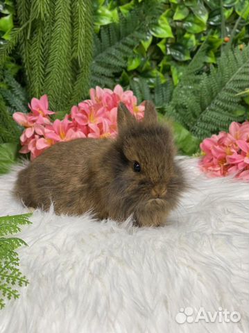 Львиноголовый кролик