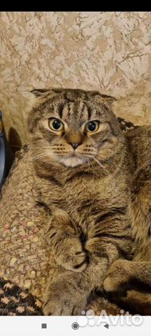 Котик ищет дом
