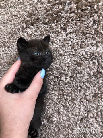 Котята метисы