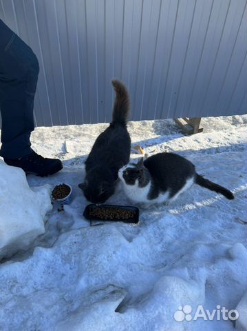 Чудесные молодые котики в добрые руки