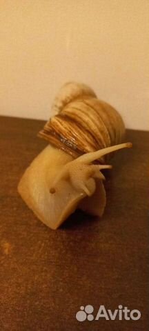 Улитка ахатина с контейнером