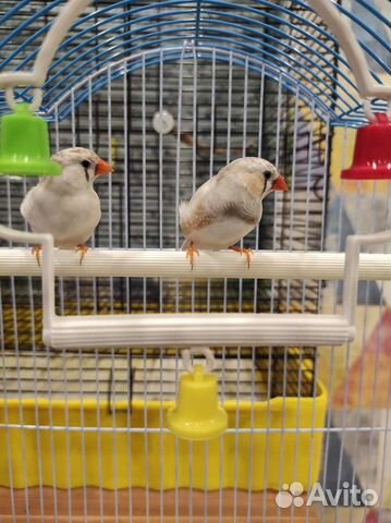 Зебровые амадины